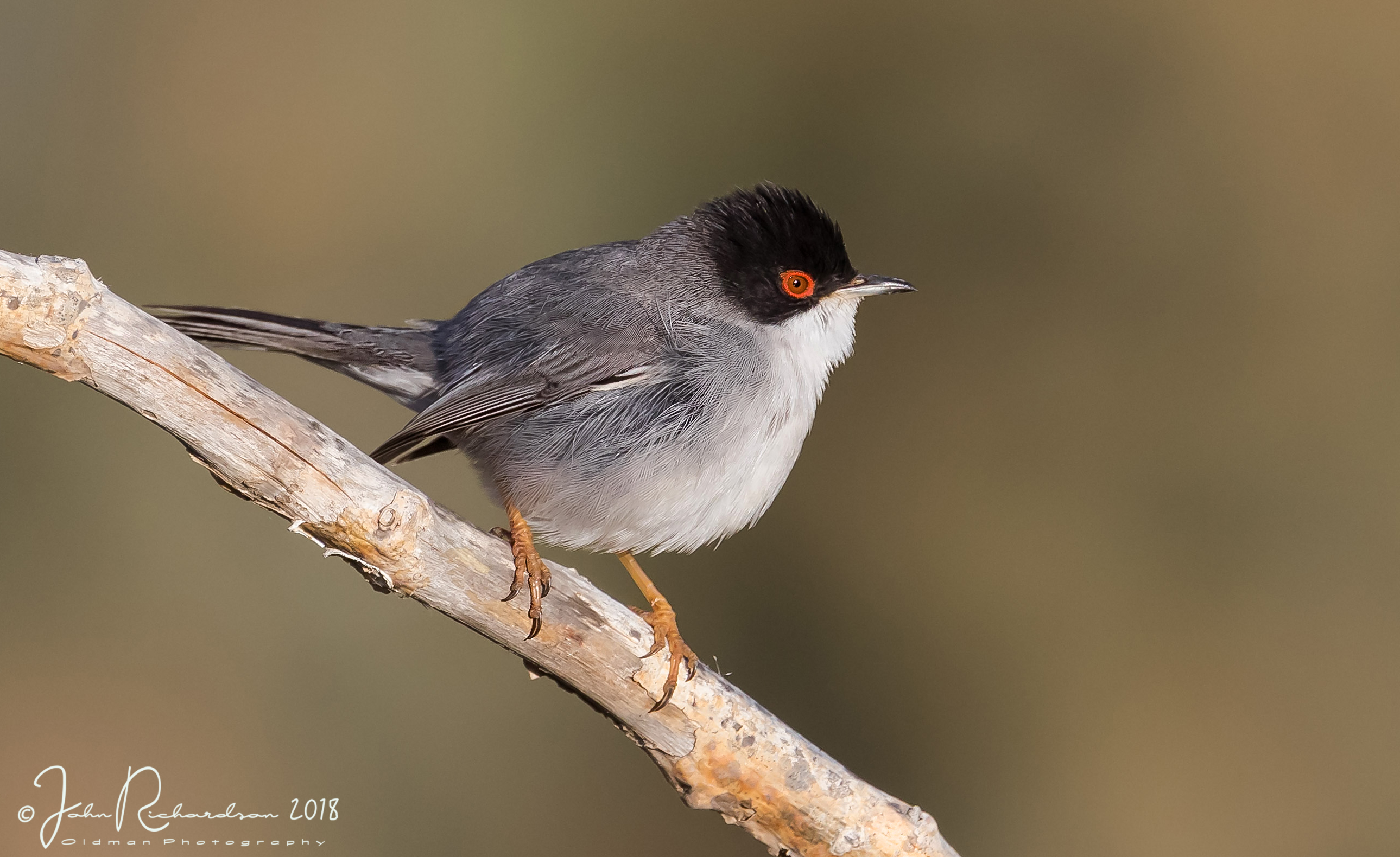 Details : Sardinian Warbler - BirdGuides