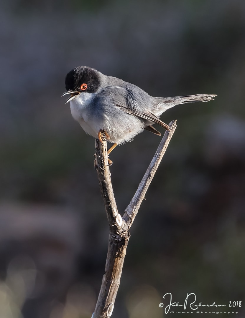 Sardinian Warbler by John Richardson - BirdGuides