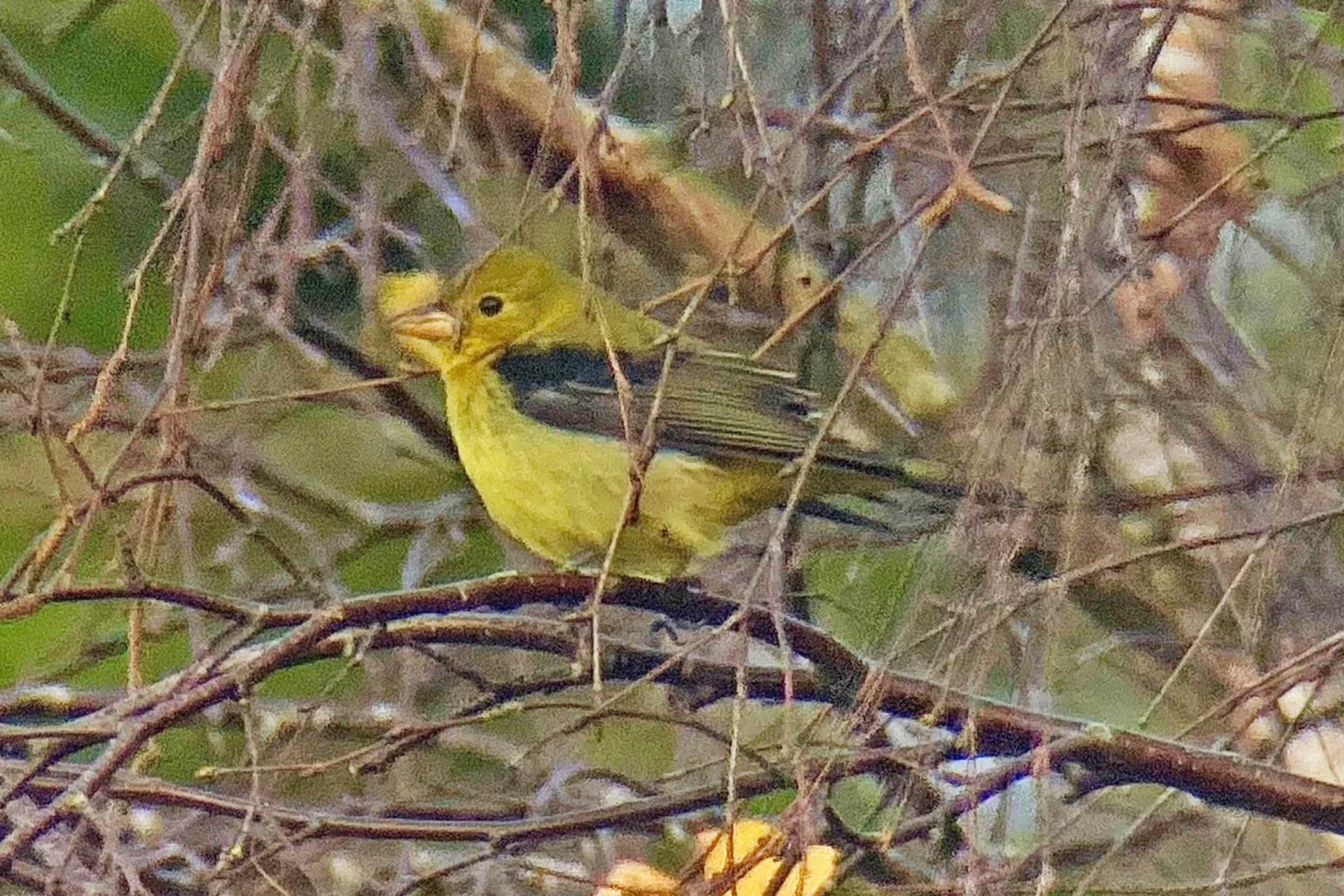 Sighting Report - BirdGuides