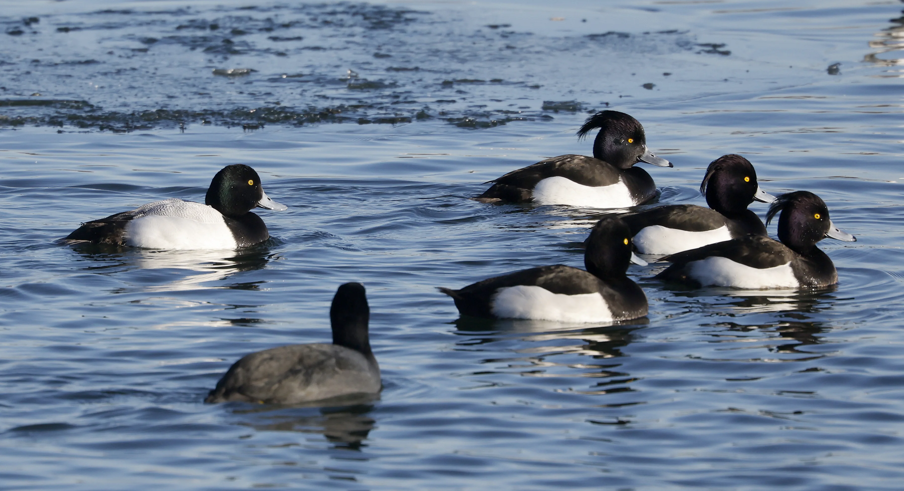 Details : Greater Scaup - BirdGuides