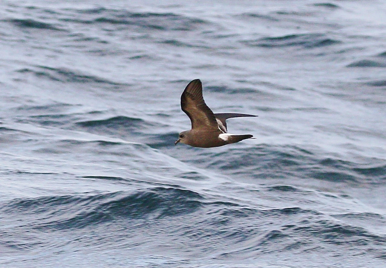 Leach's Storm Petrel by M J Bond - BirdGuides
