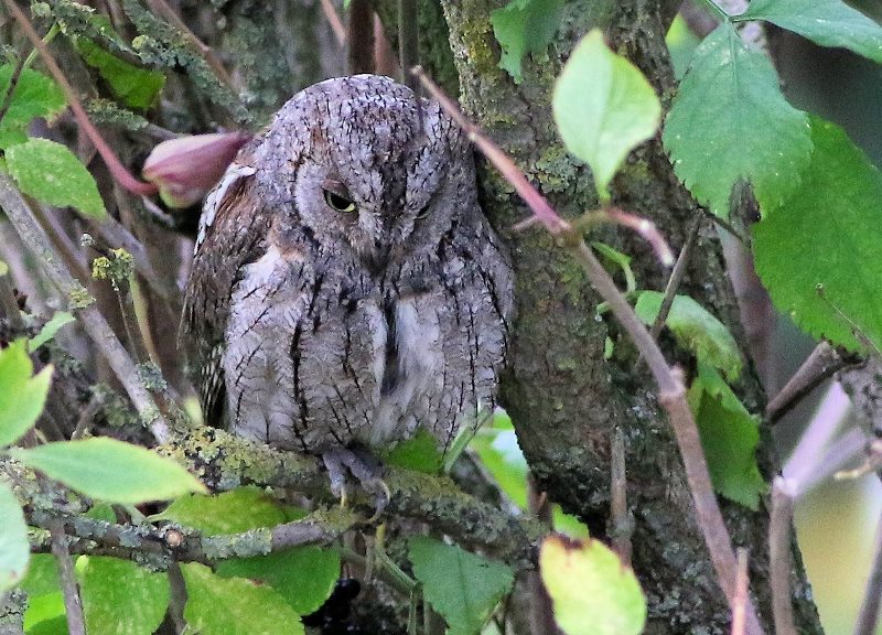Eurasian Scops Owl by Paul Thomas - BirdGuides