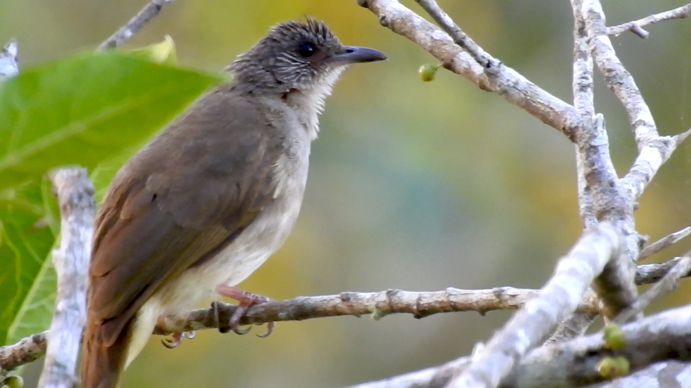 Details : Ashy-fronted Bulbul - BirdGuides