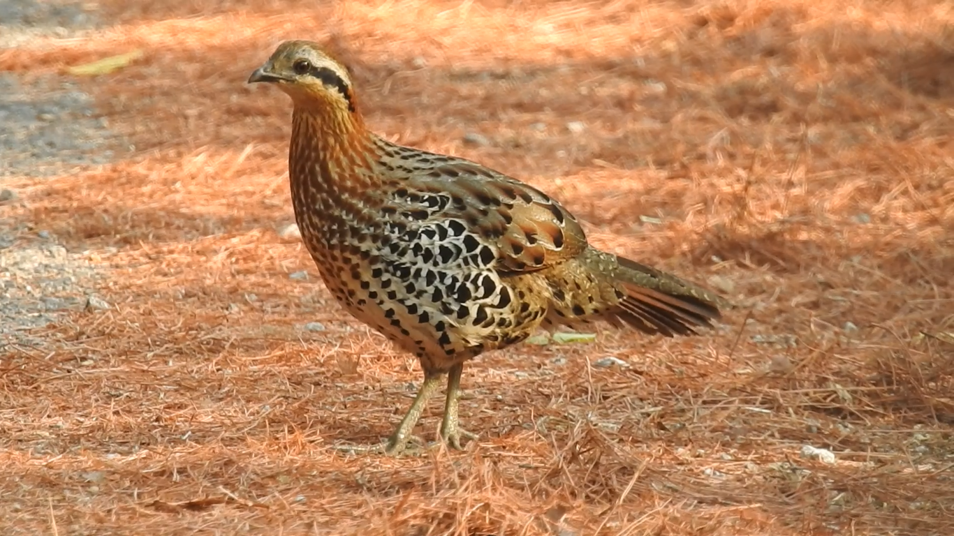 Details : Mountain Bamboo Partridge - BirdGuides