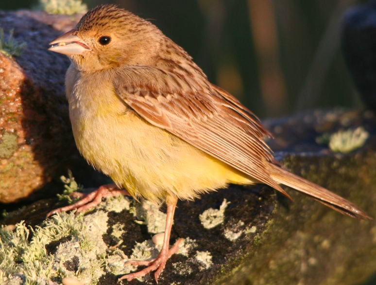 Red-headed Bunting by Stephen Dunstan - BirdGuides