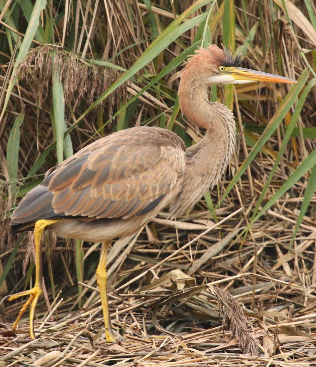 Purple Heron by Darren Pearce - BirdGuides