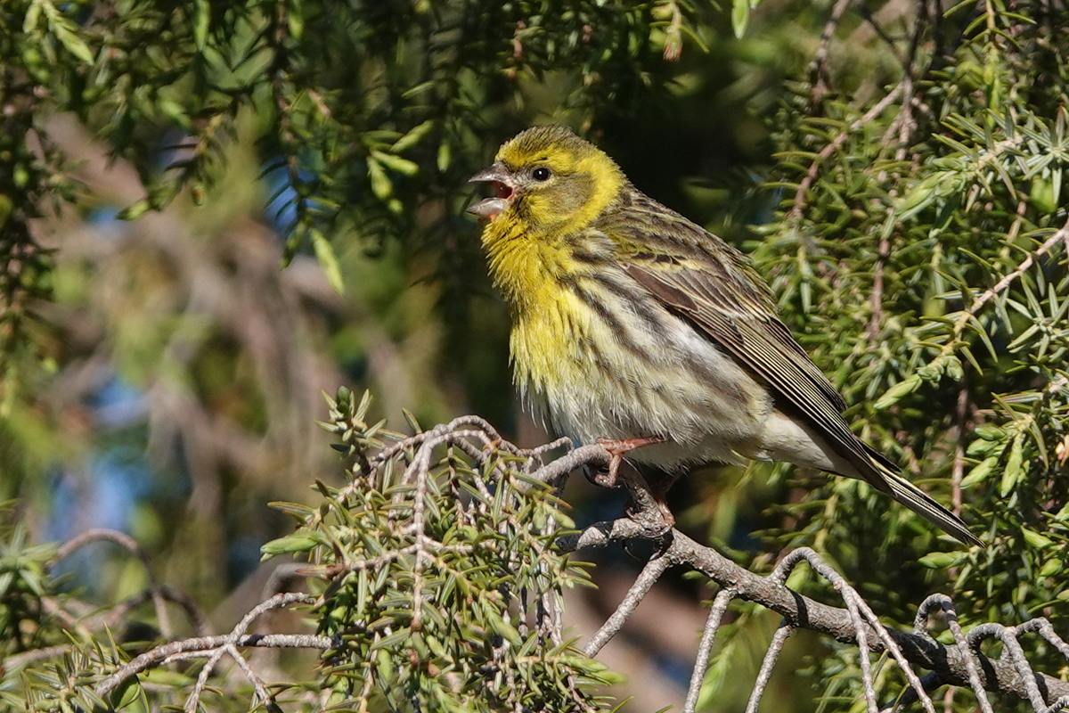 Details : European Serin - BirdGuides