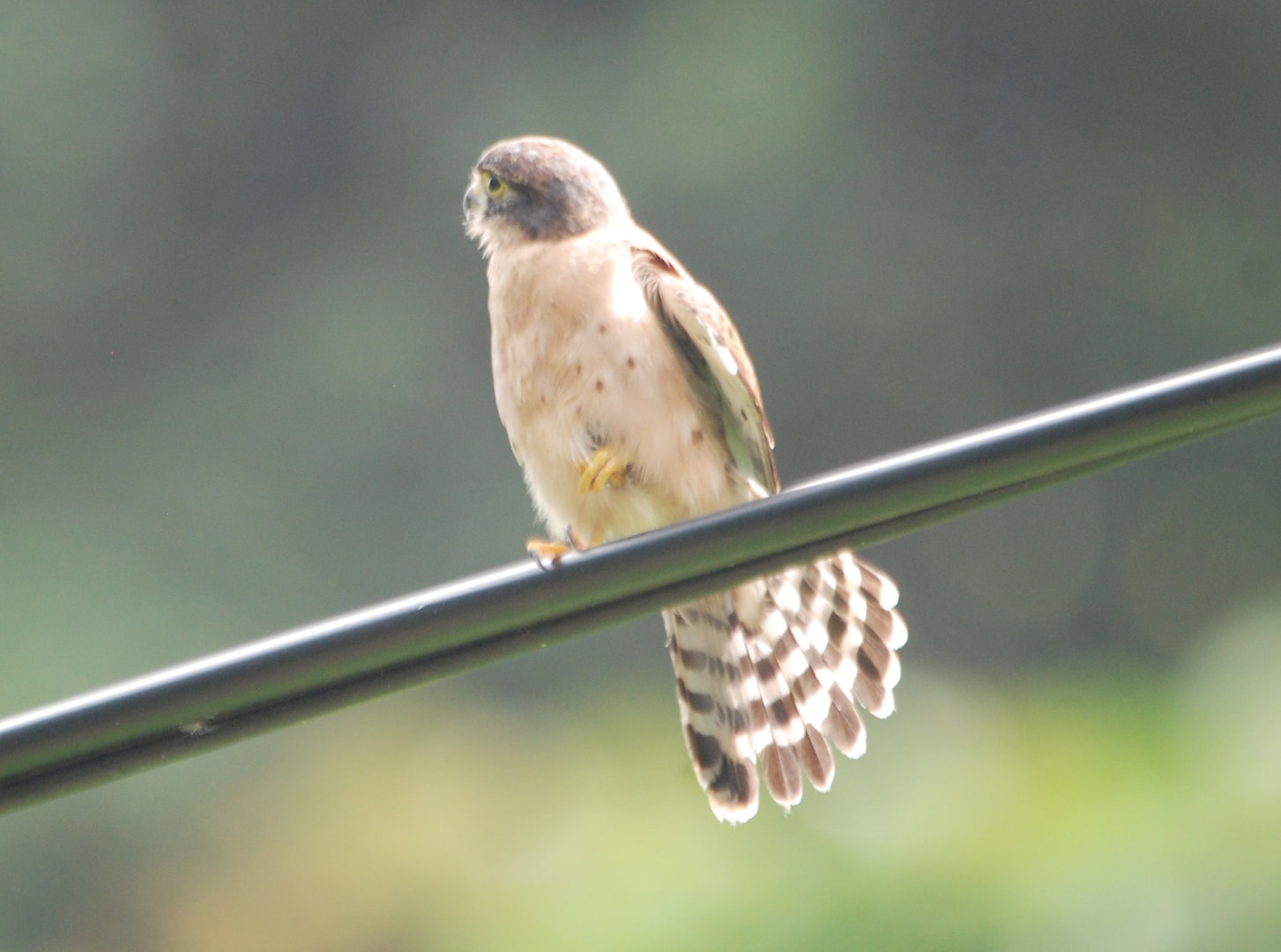 Seychelles Kestrel by Patrick Mayer - BirdGuides