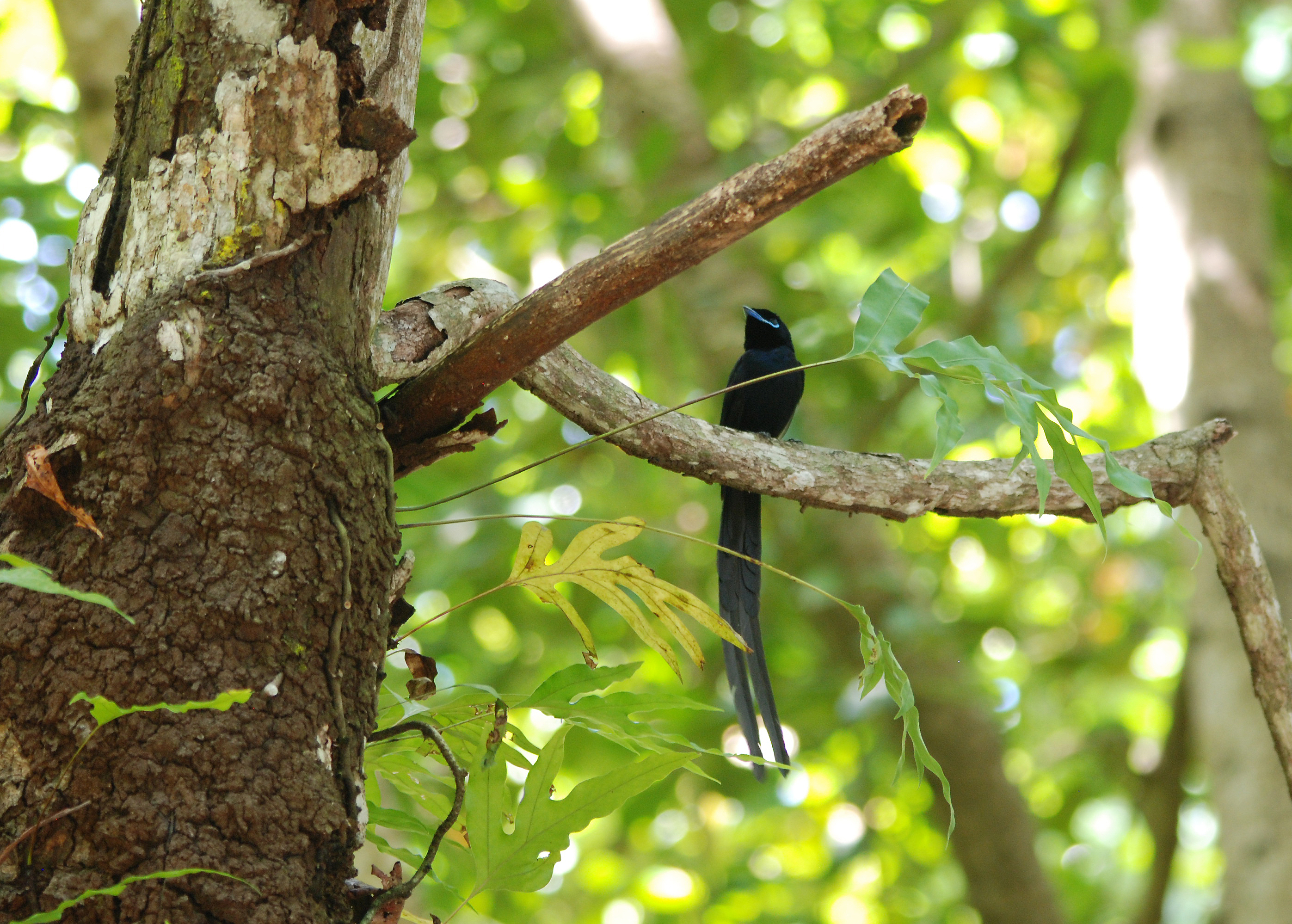 Details : Seychelles Paradise Flycatcher - BirdGuides