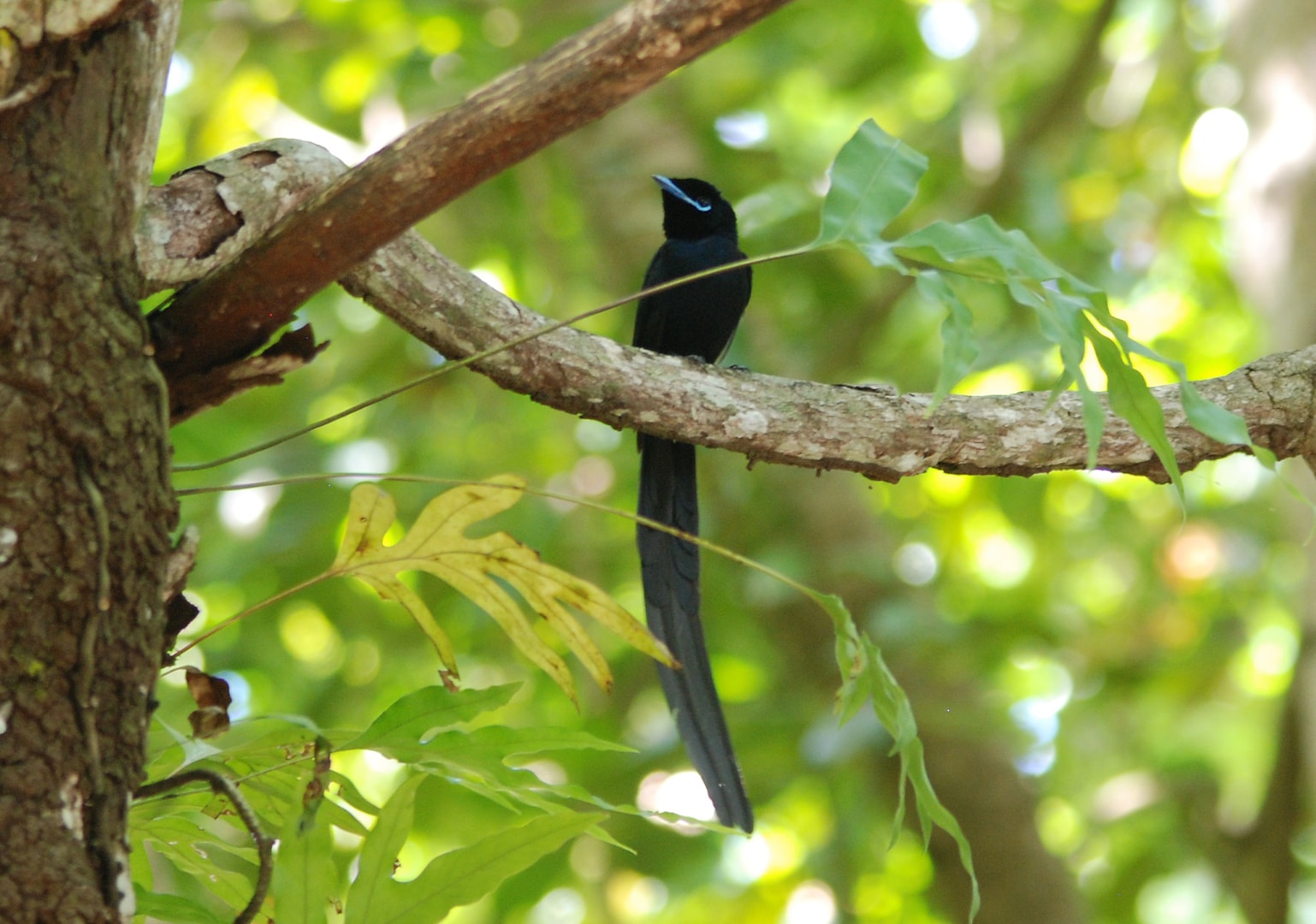 Seychelles Paradise Flycatcher by Patrick Mayer - BirdGuides