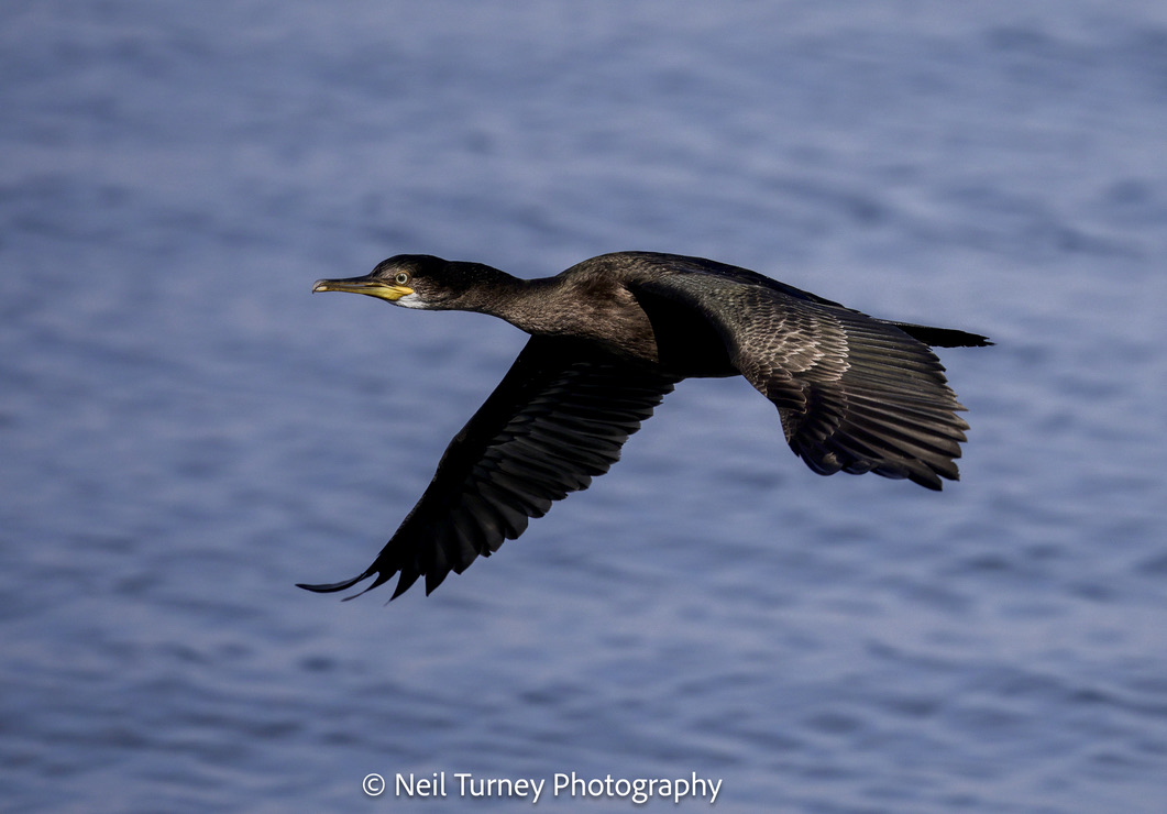 European Shag by Neil Turney - BirdGuides