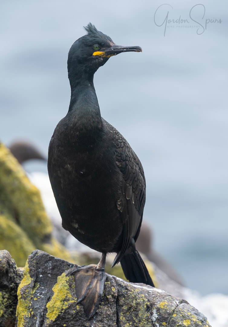 European Shag by Gordon Speirs - BirdGuides