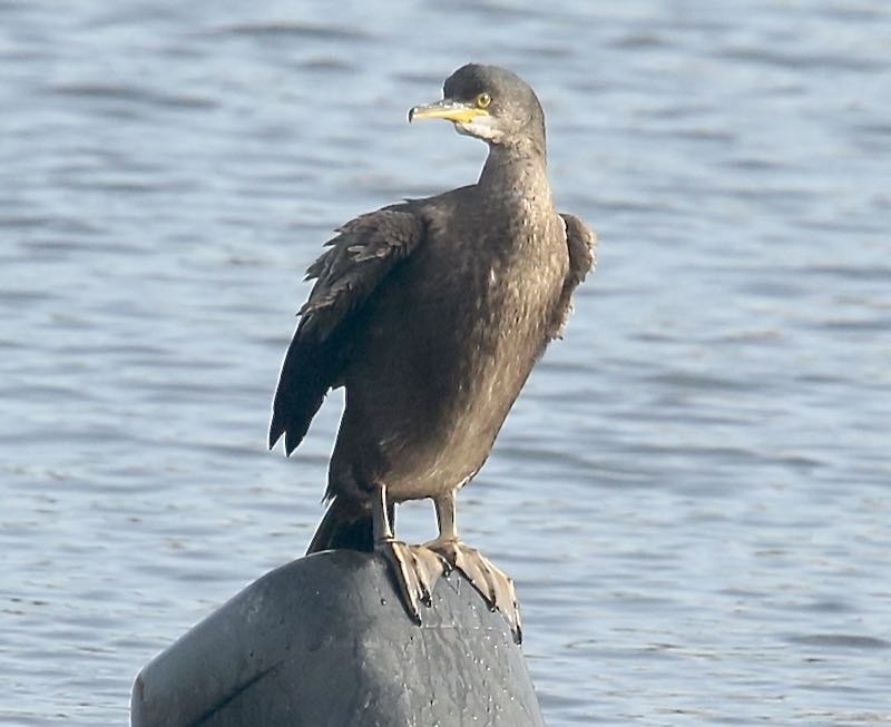 European Shag by Chris Bond - BirdGuides