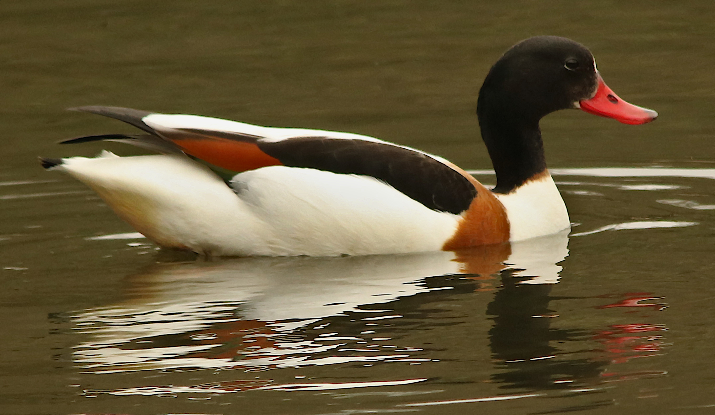 Common Shelduck by David A Johnston - BirdGuides