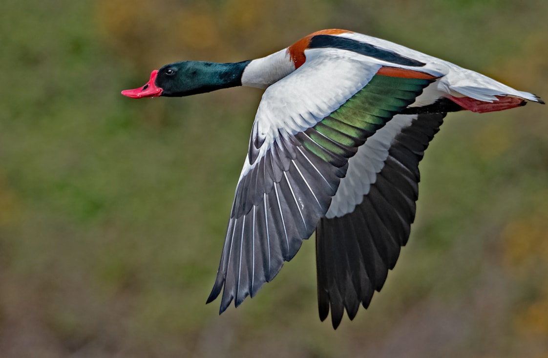 Common Shelduck by Wayne Davies - BirdGuides