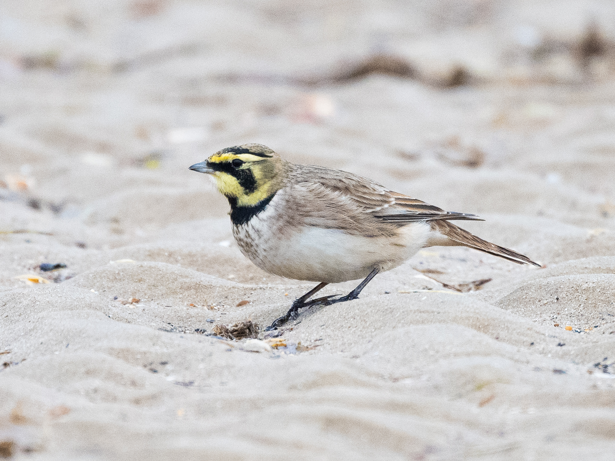 Shore Lark by Tom Hines - BirdGuides
