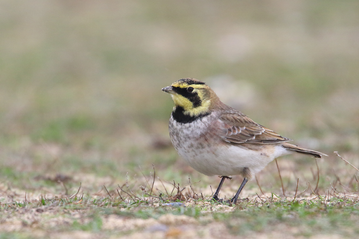 Shore Lark by Chris Mayne - BirdGuides