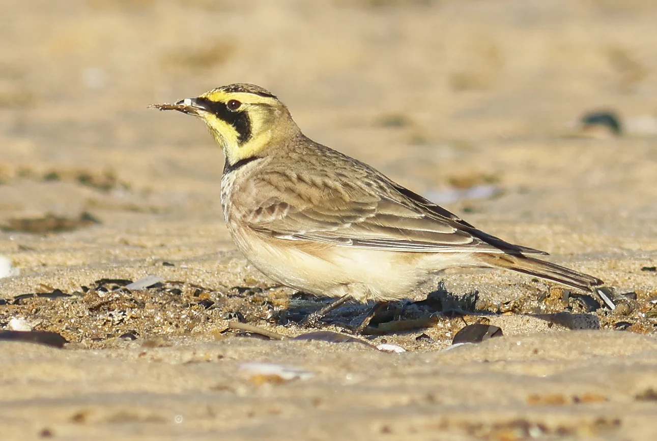 Sighting Report - BirdGuides