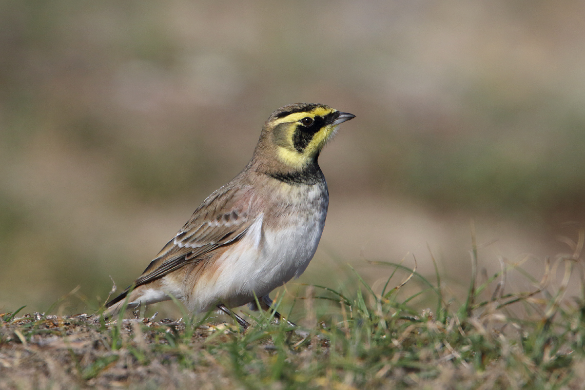 Shore Lark by Chris Mayne - BirdGuides