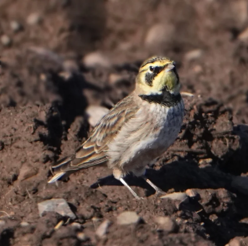 Sighting Report - BirdGuides