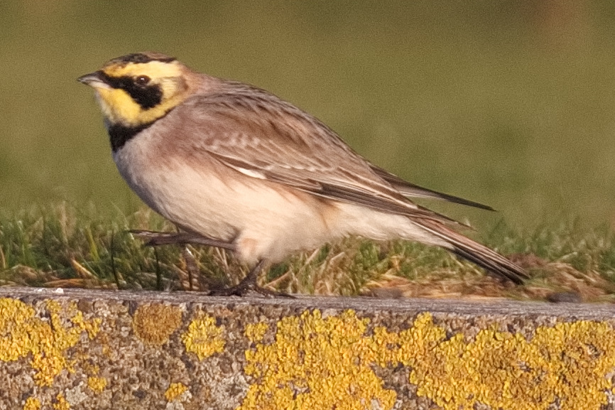 Shore Lark by Bruce Kerr - BirdGuides