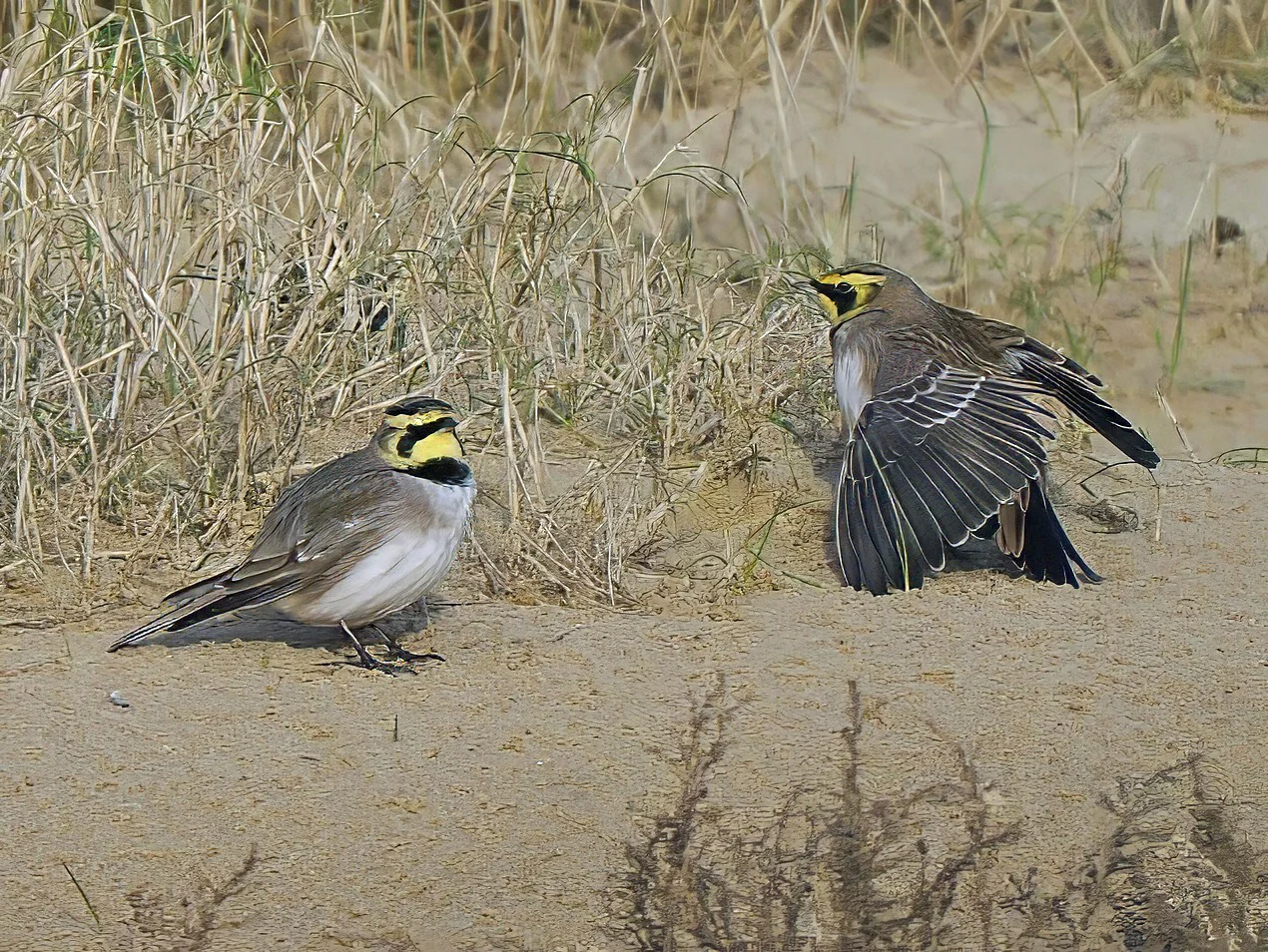 Sighting Report - BirdGuides