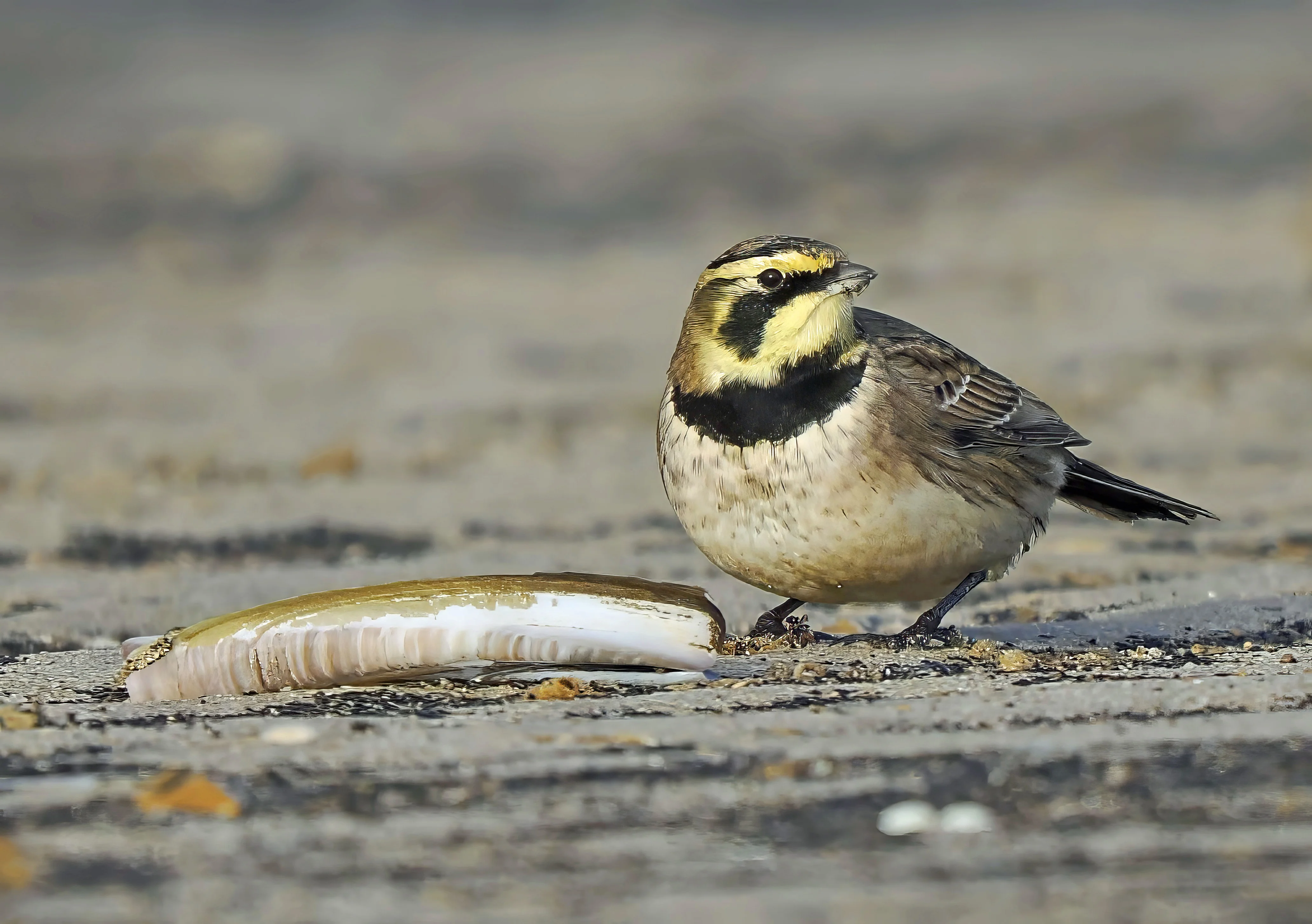 Sighting Report - BirdGuides