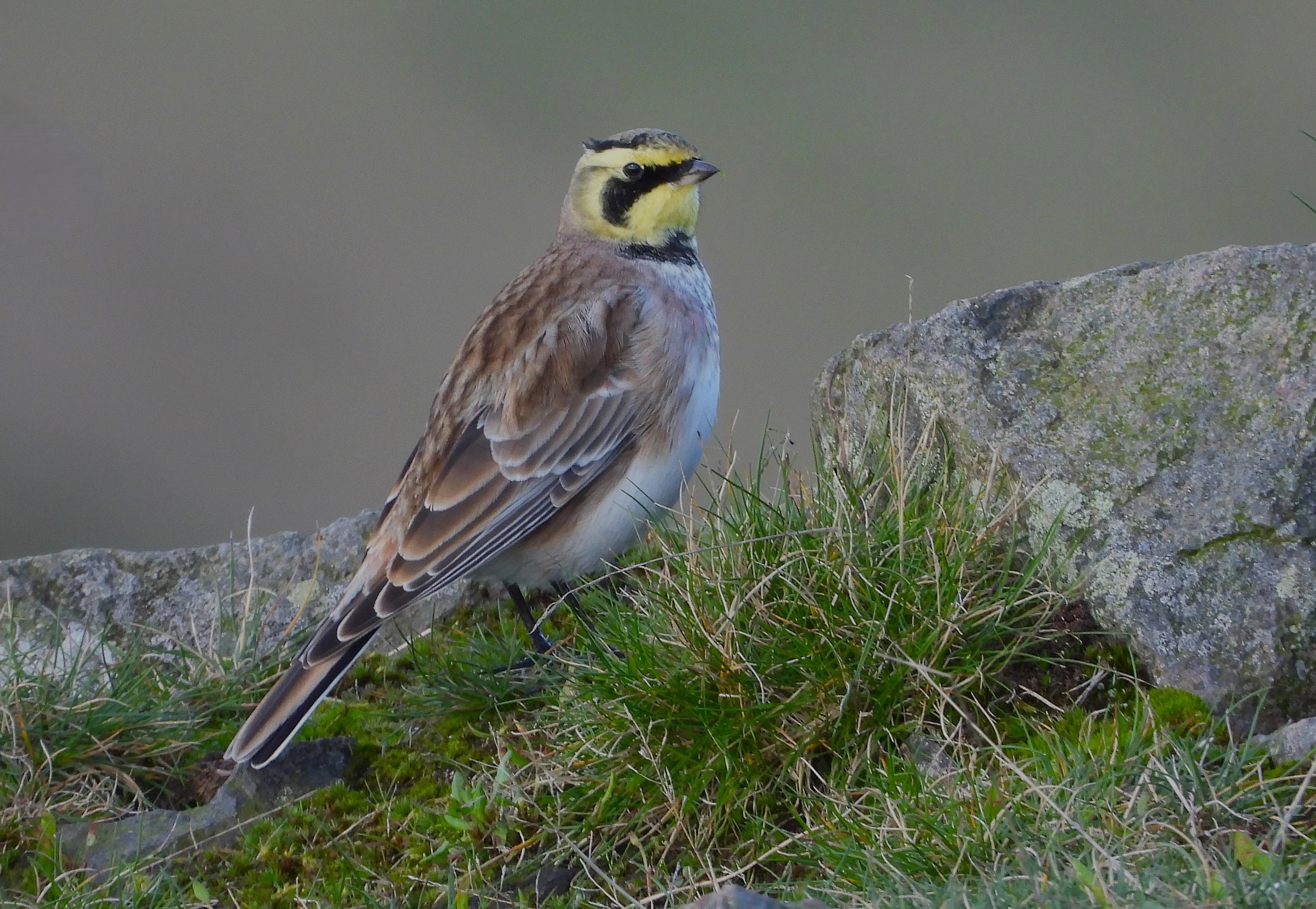 Shore Lark by Brian Stretch - BirdGuides