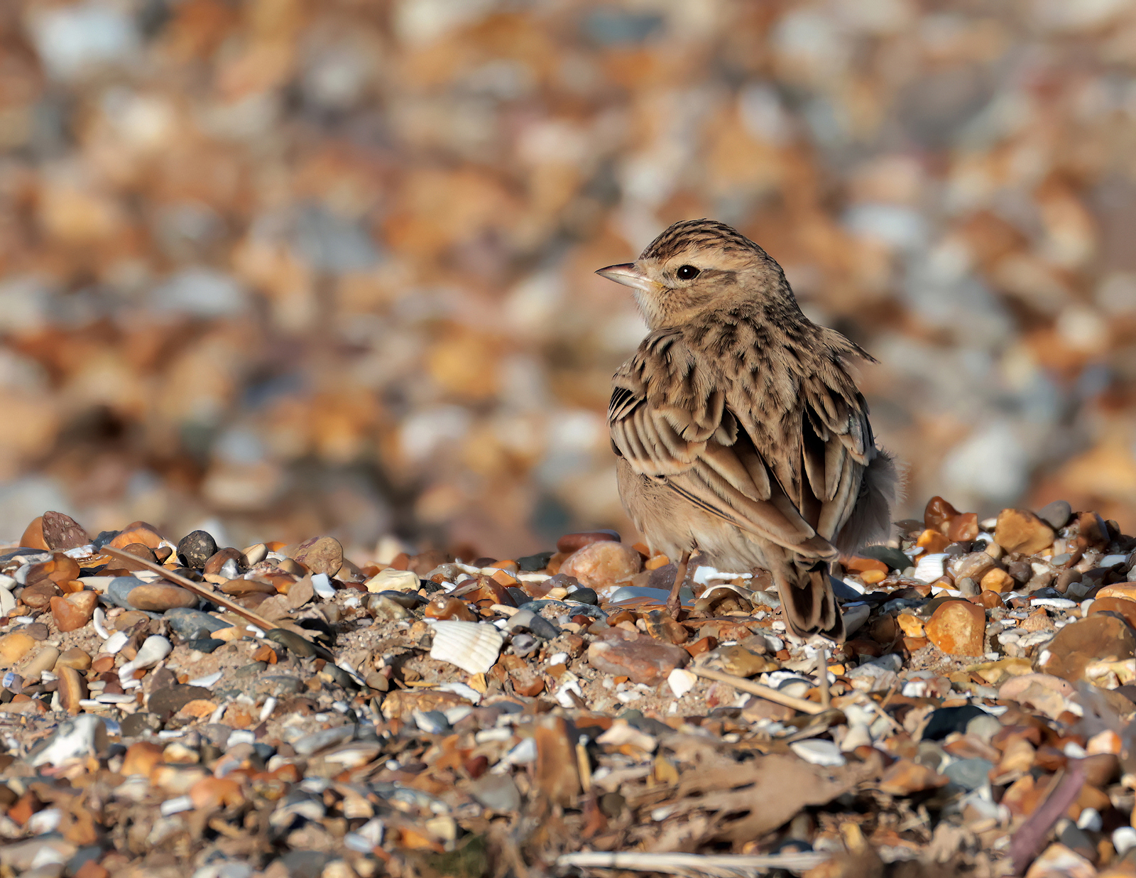Greater Short-toed Lark by Darren Chapman - BirdGuides