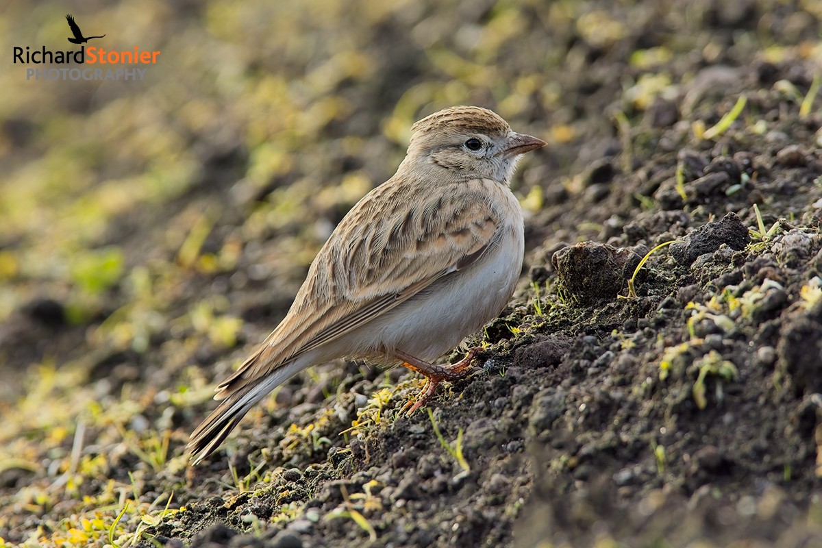 Greater Short-toed Lark by Richard Stonier - BirdGuides