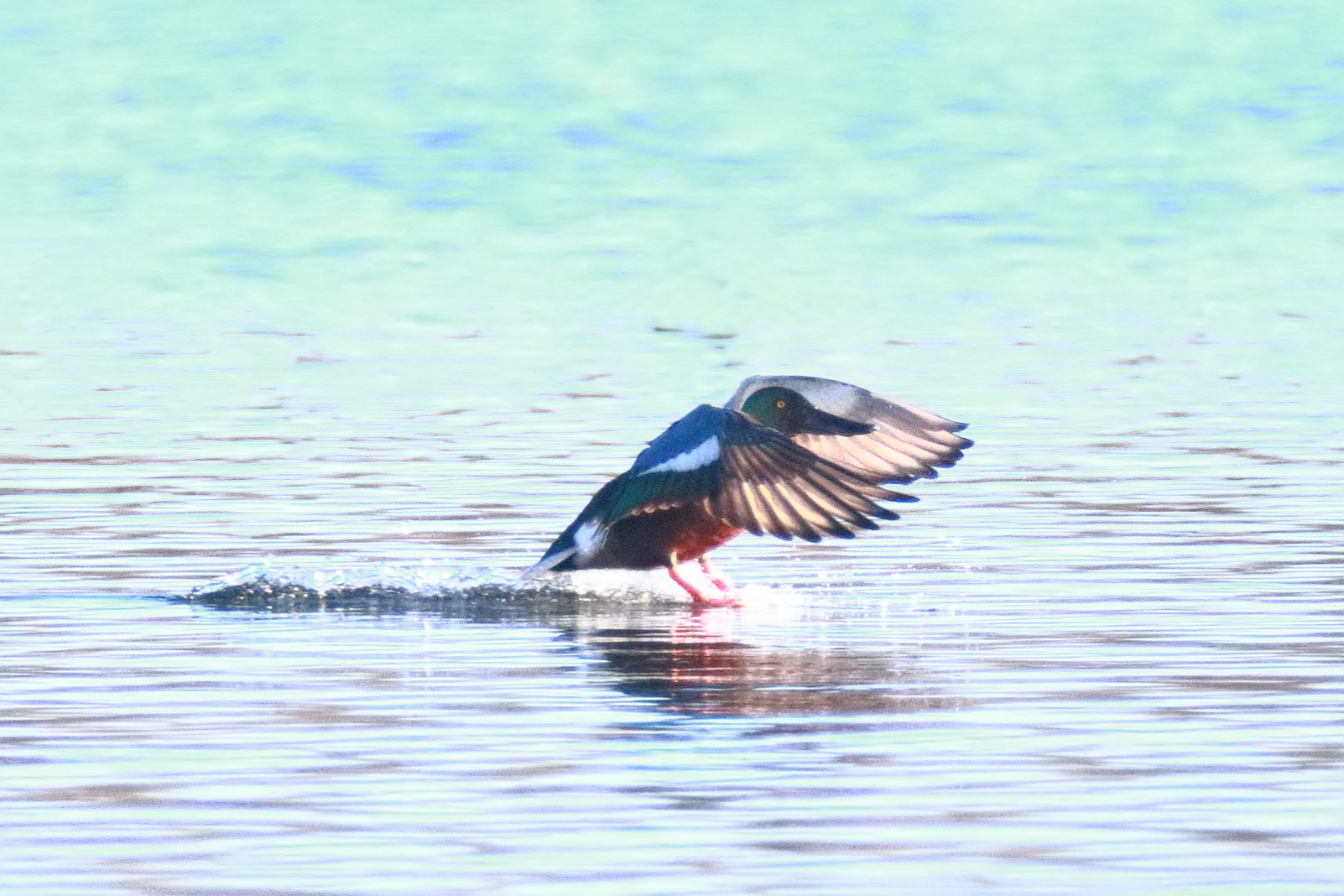 Northern Shoveler by Ezhil Suresh - BirdGuides