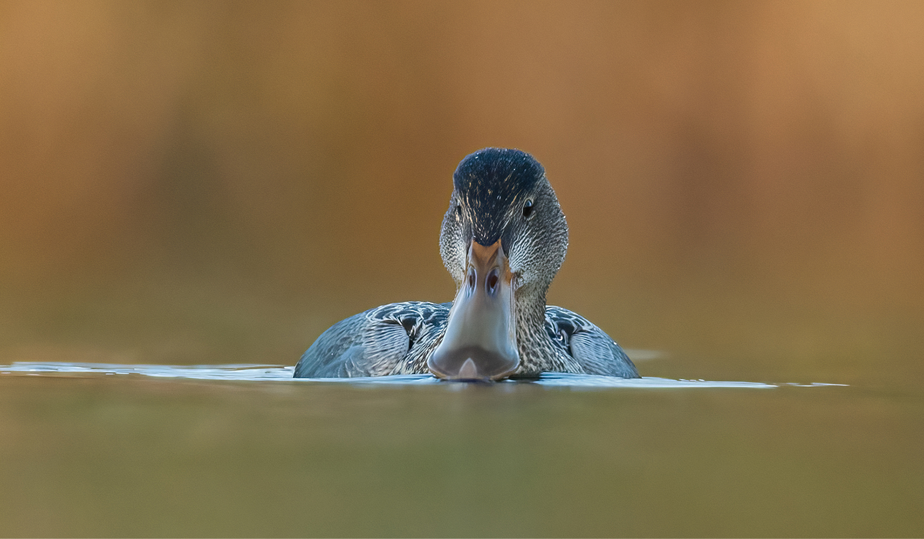 Northern Shoveler by Nigel Kiteley - BirdGuides
