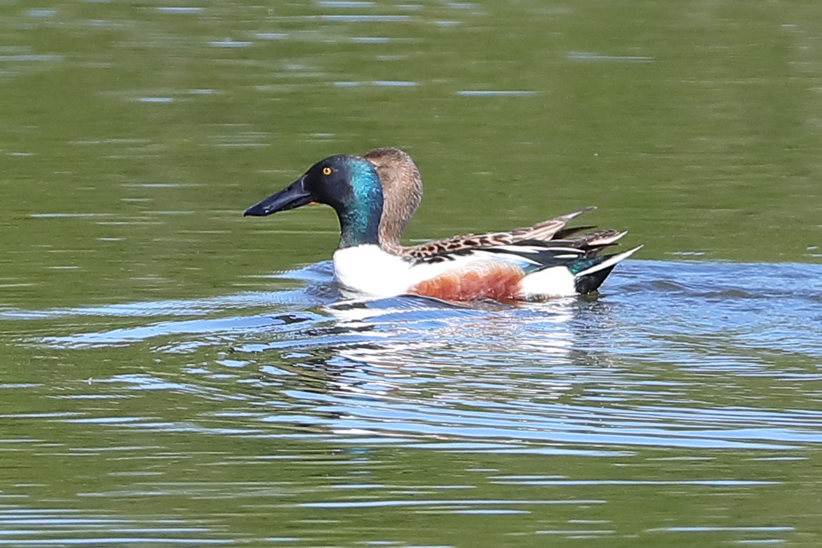 Northern Shoveler by Mike Trew - BirdGuides