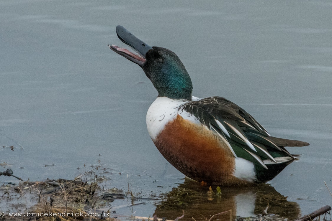 Northern Shoveler by Bruce Kendrick - BirdGuides