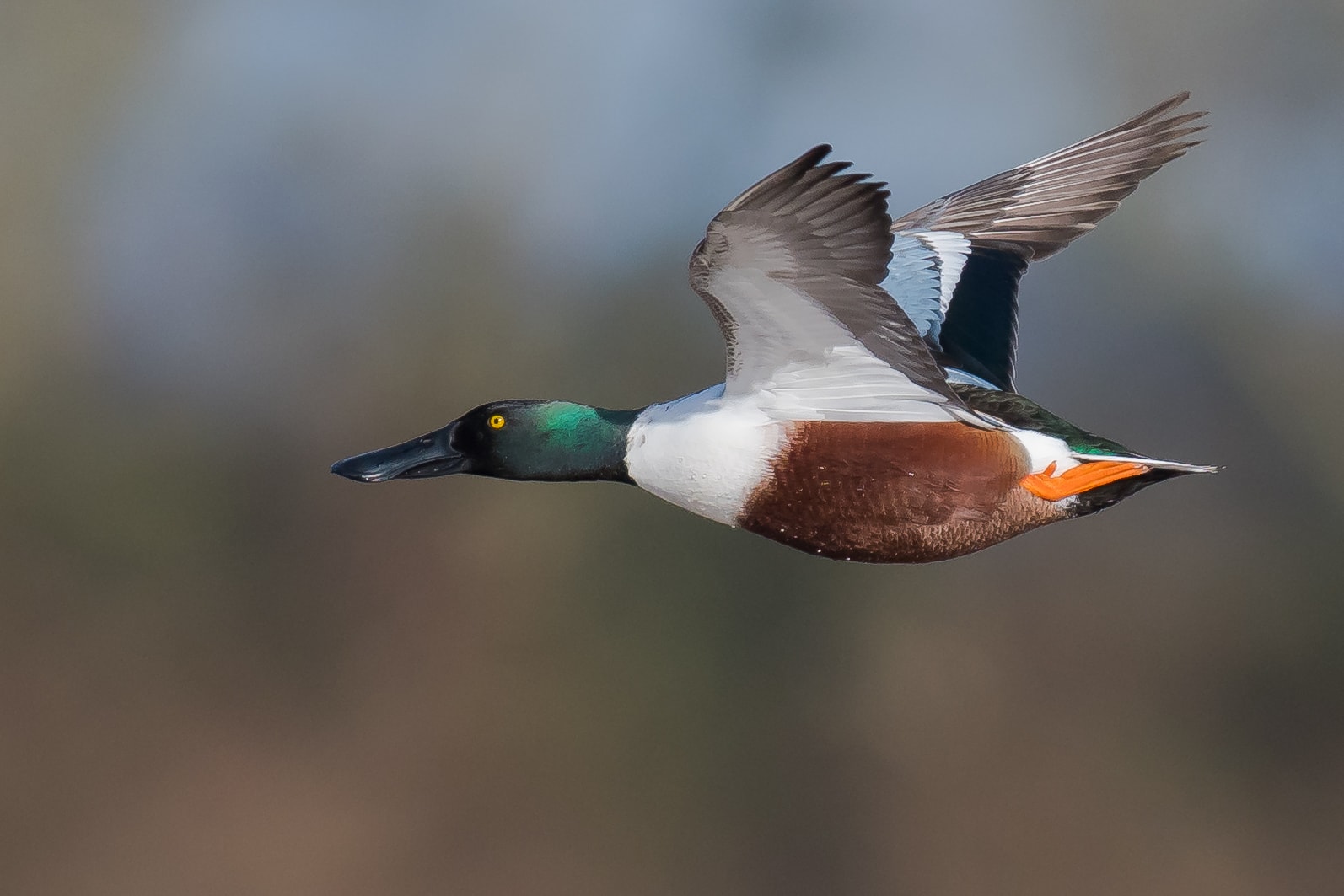 Shoveller by J G Snowball - BirdGuides