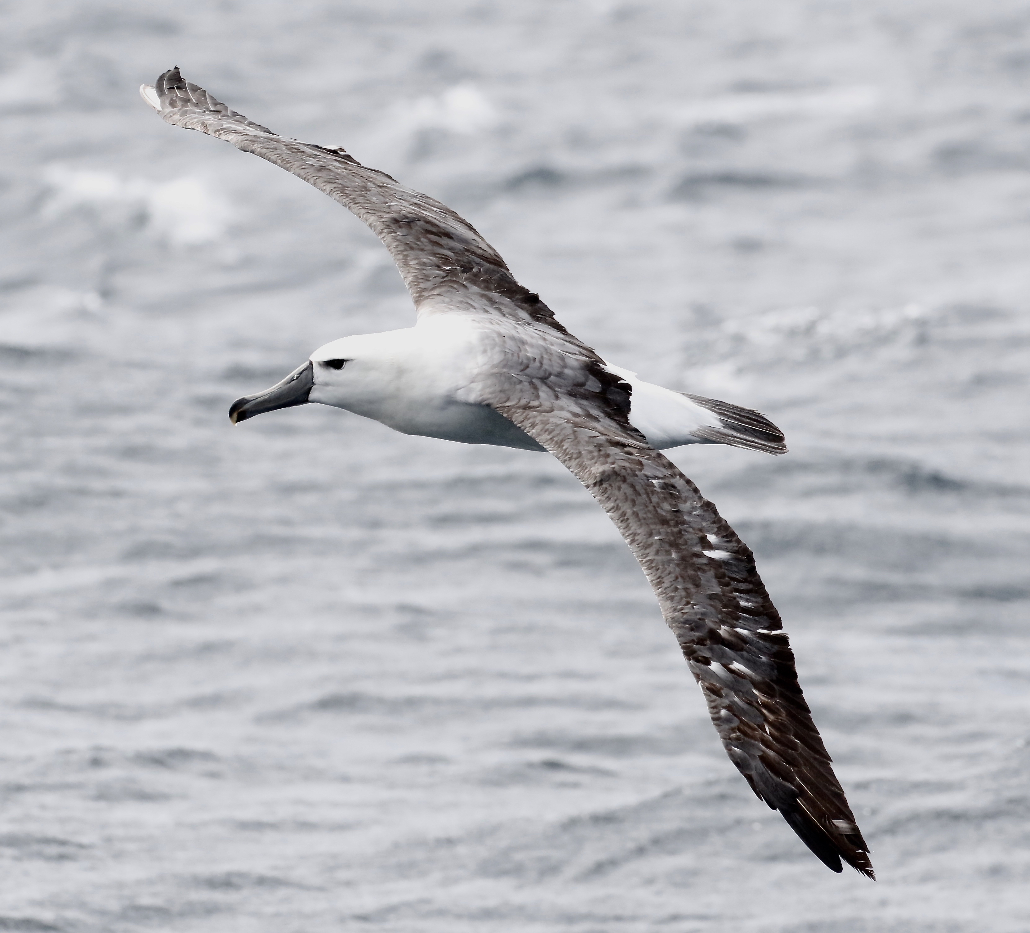 Details : Shy Albatross - BirdGuides