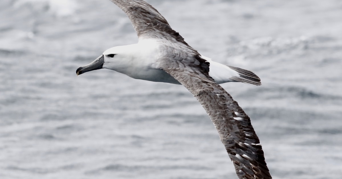 Hookpod celebrates zero bycatch in New Zealand - BirdGuides