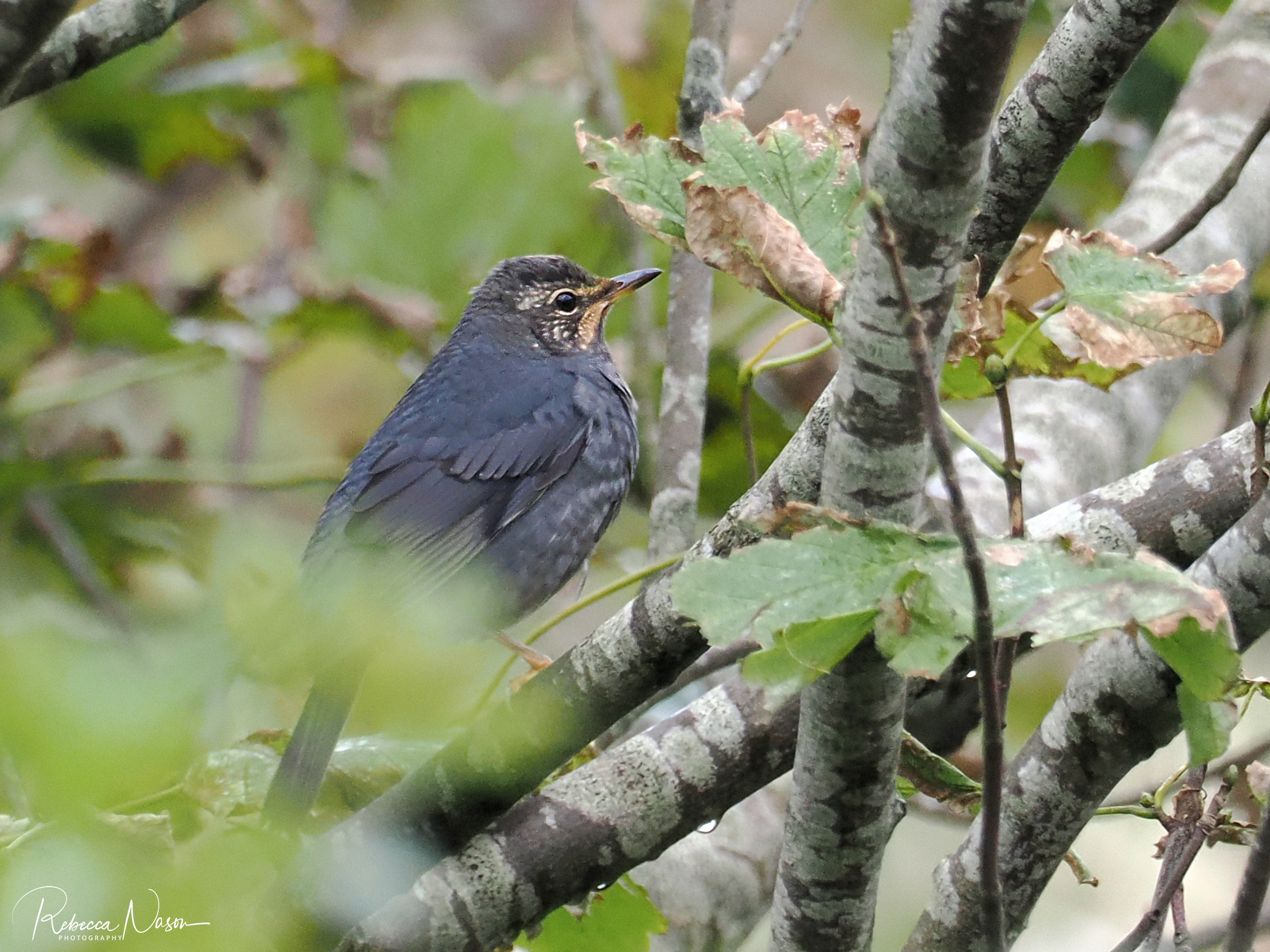 Review of the Week: 29 September-5 October 2025 - BirdGuides