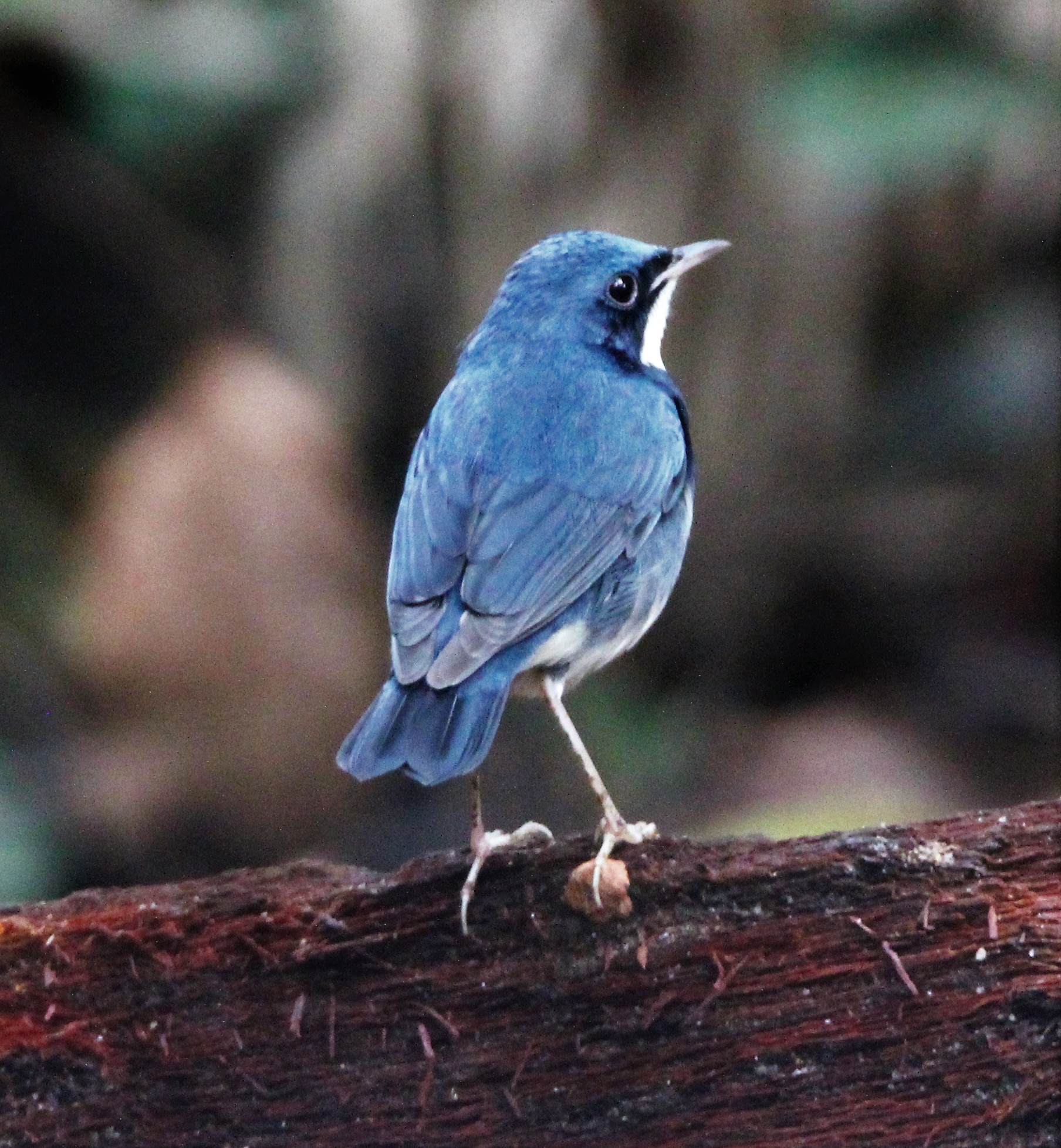 Details : Siberian Blue Robin - BirdGuides