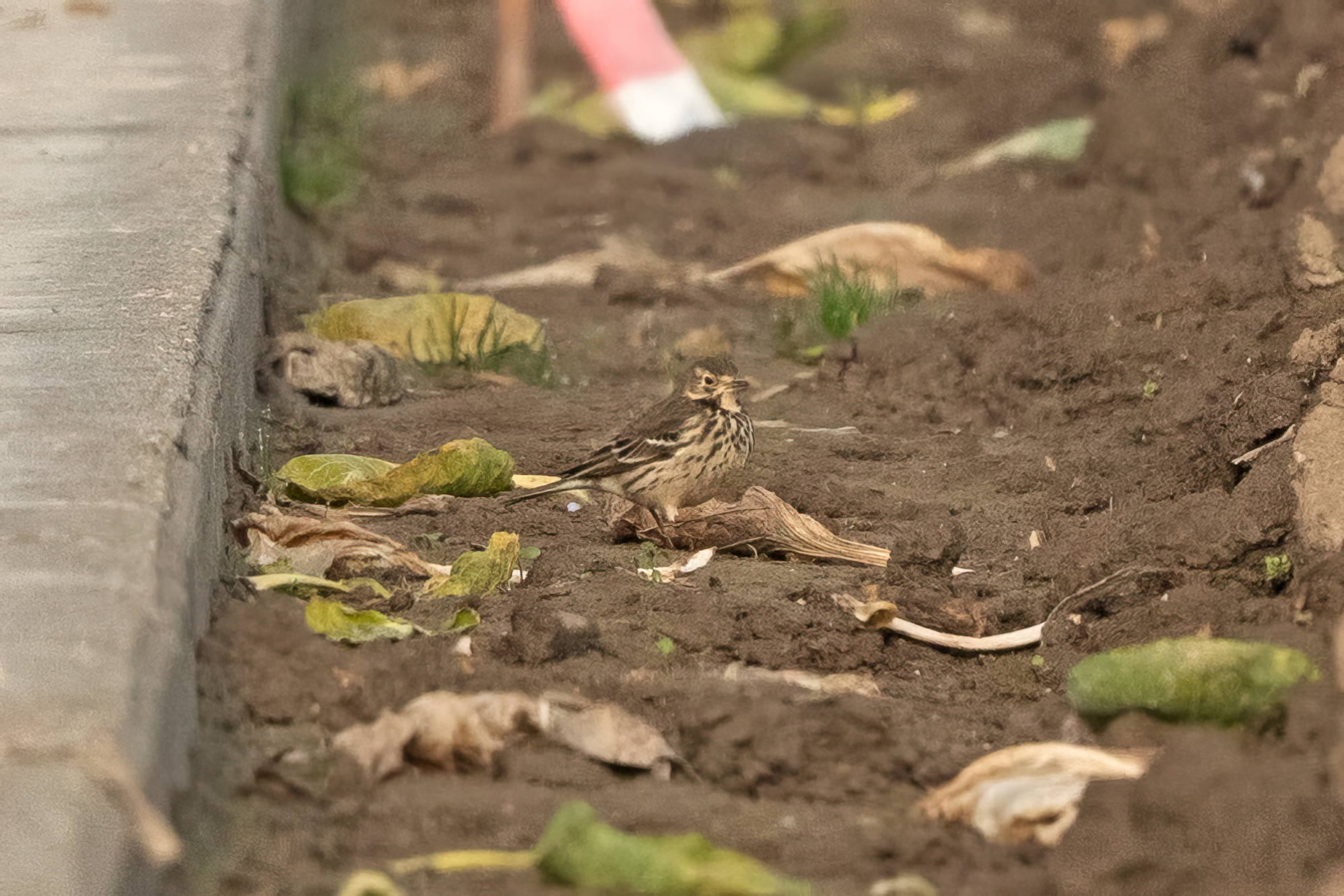 Research shows Buff-bellied Pipit is two species - BirdGuides