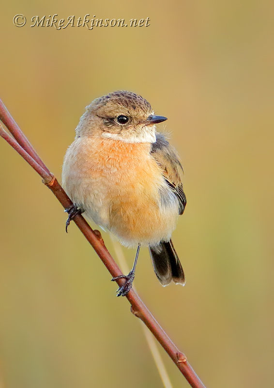 Details : Siberian Stonechat - BirdGuides