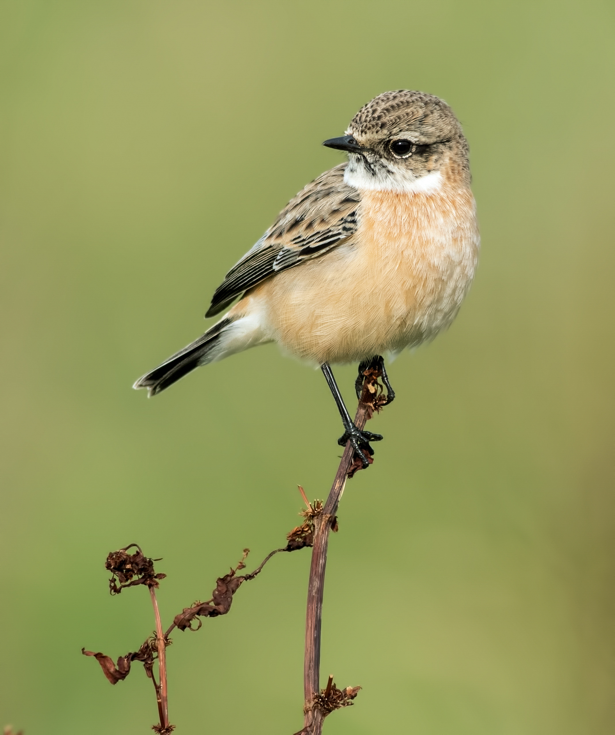 Siberian Stonechat by Jack Bucknall - BirdGuides