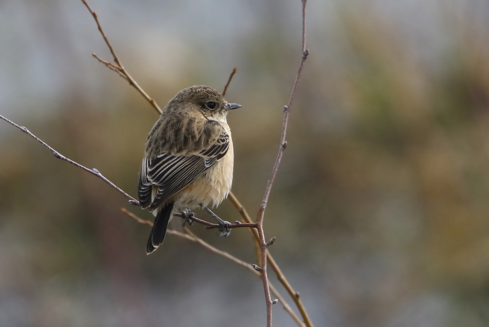 Siberian Stonechat by Sonia Johnson - BirdGuides