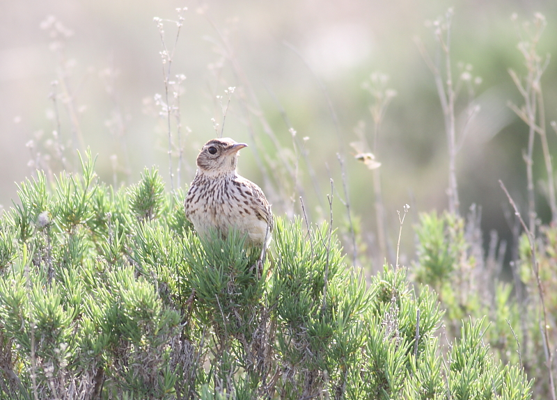 Dupont's Larks defend territory according to habitat quality - BirdGuides