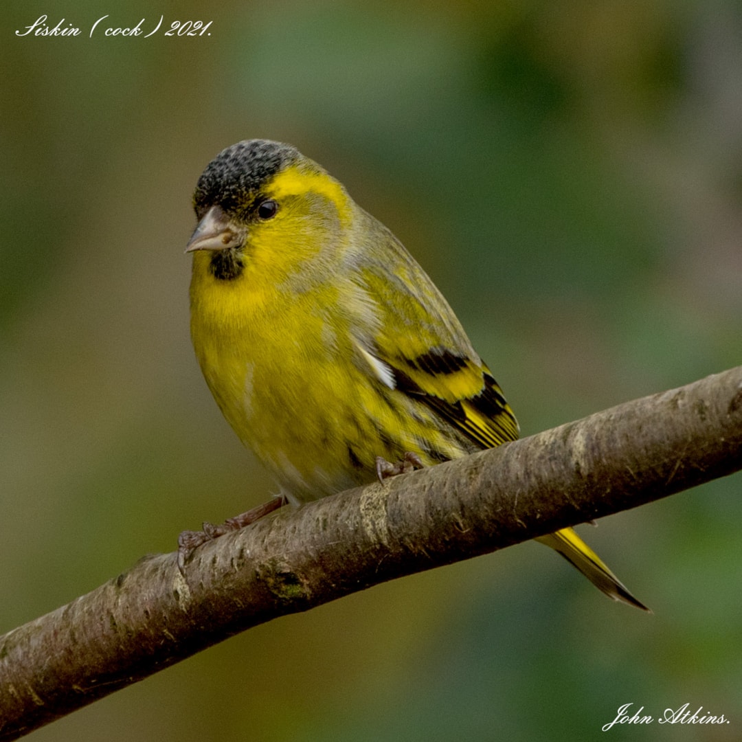 Eurasian Siskin by John Atkins - BirdGuides