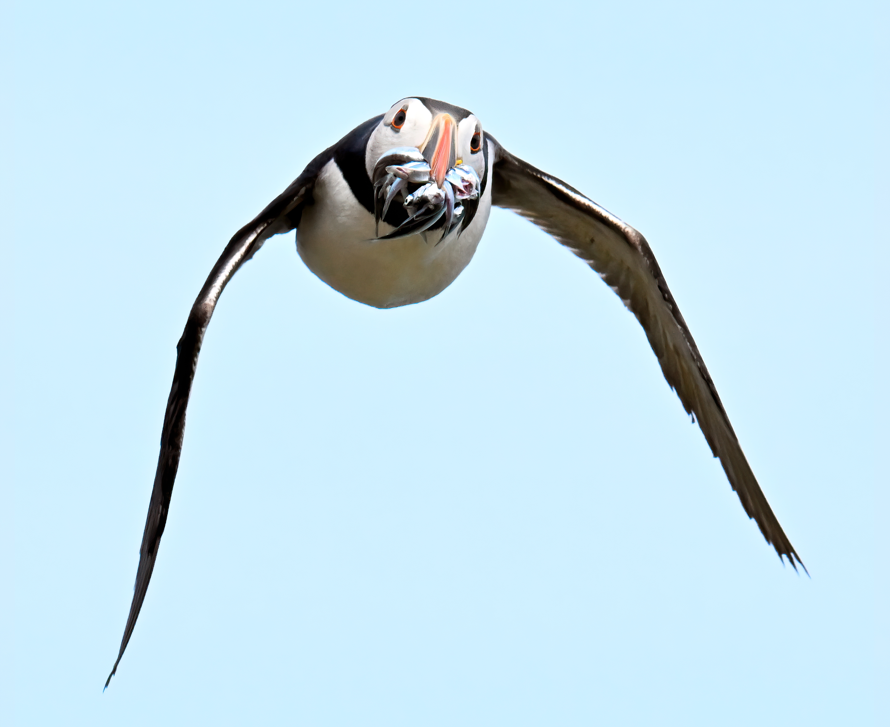 Puffin by Carl Bovis - BirdGuides