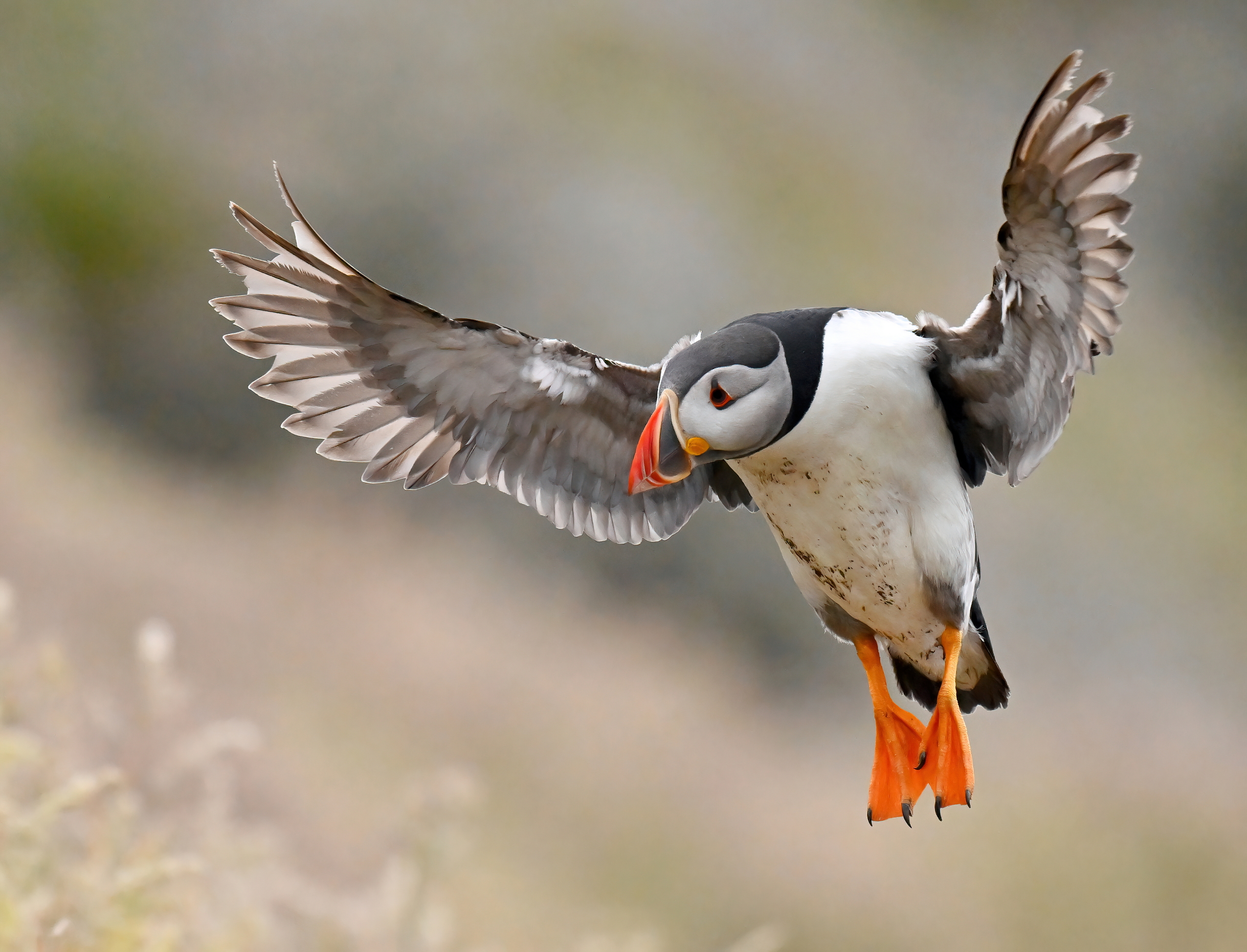 Puffin by Carl Bovis - BirdGuides