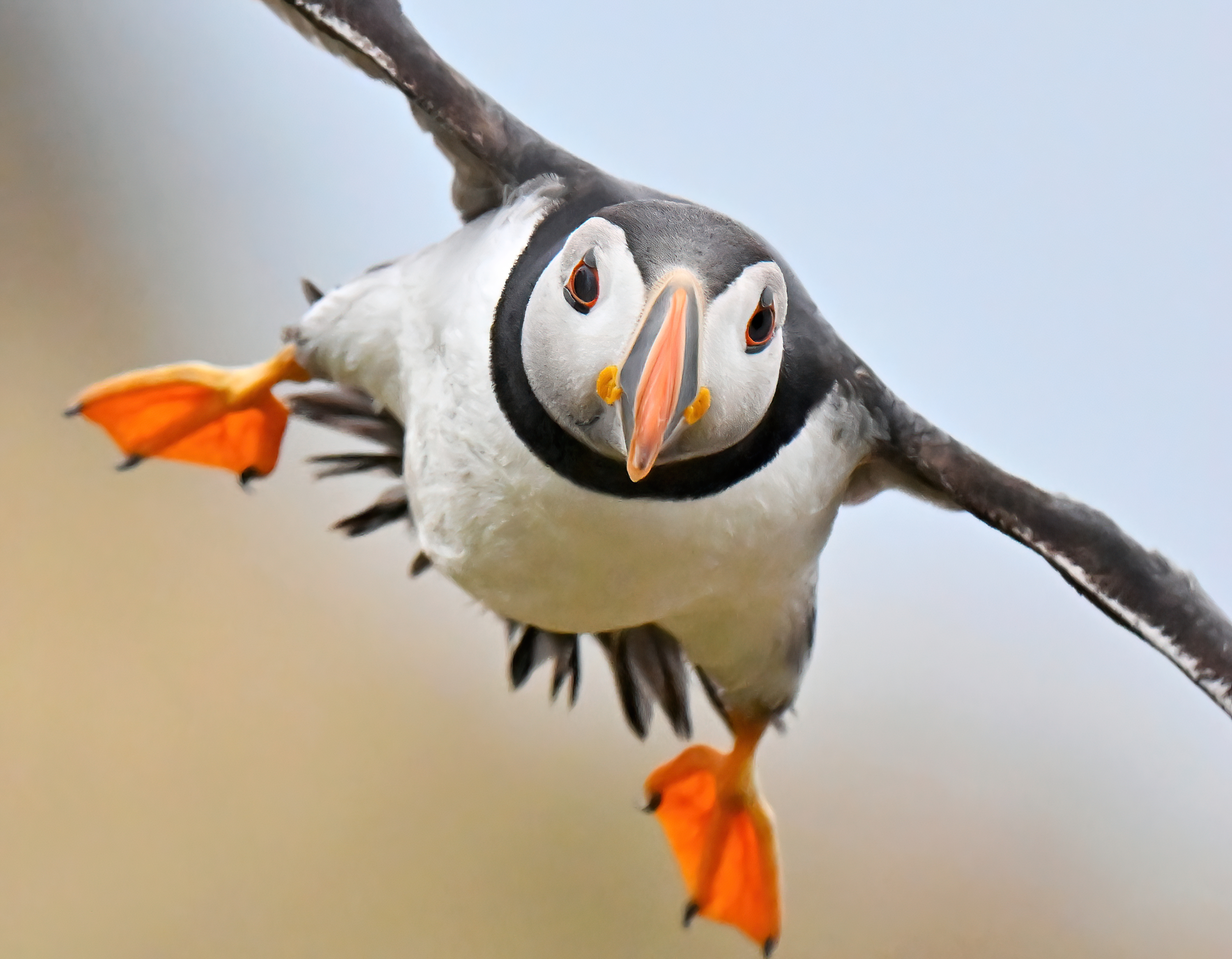 Puffin by Carl Bovis - BirdGuides
