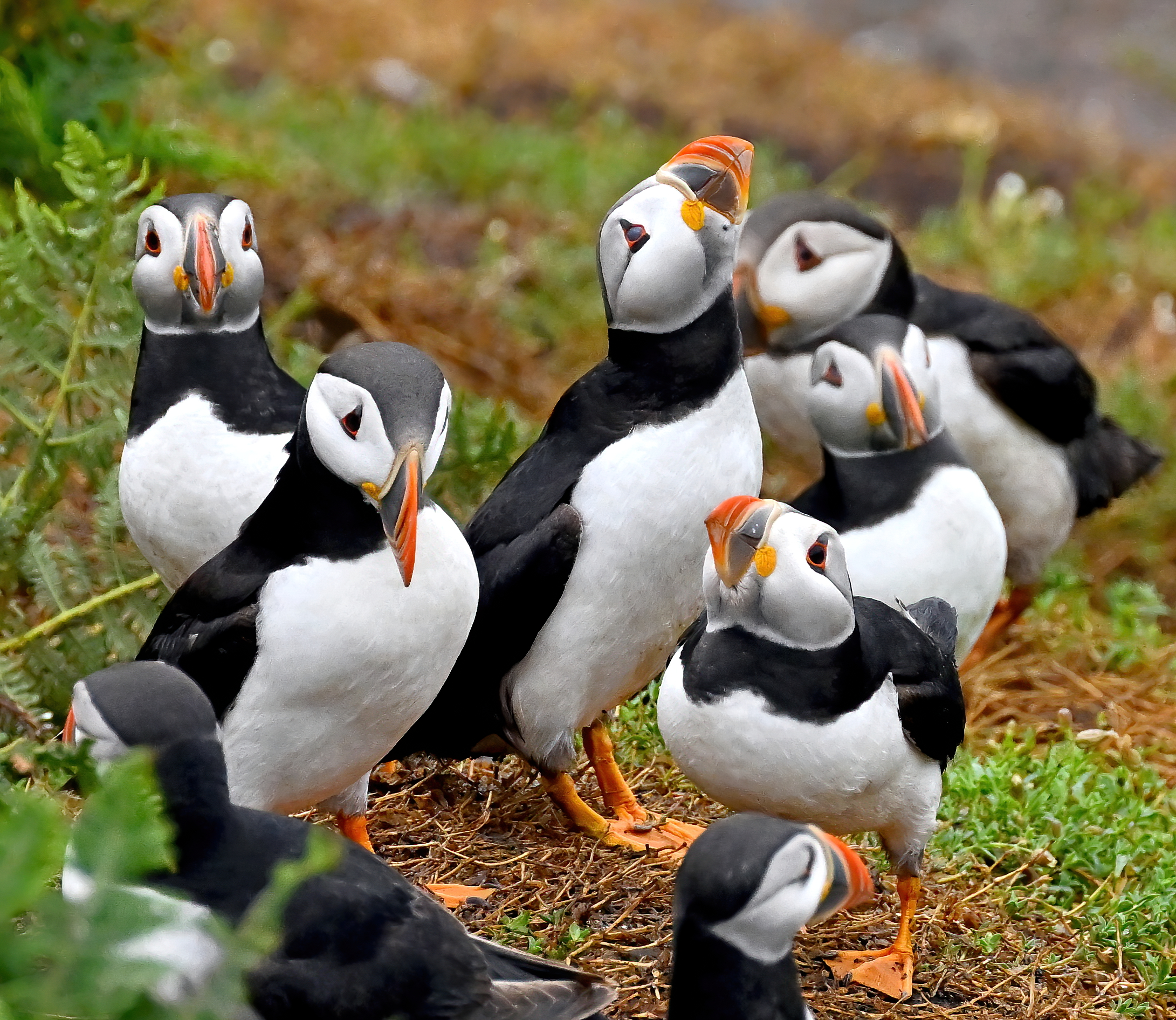 Rathlin Island mammal eradication efforts ramp up - BirdGuides