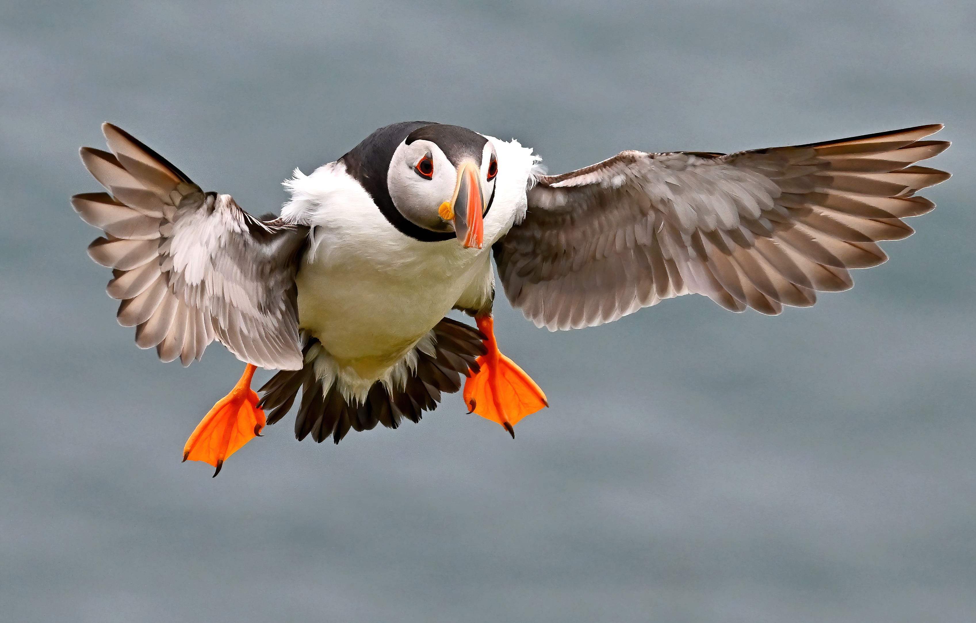 Puffin by Carl Bovis - BirdGuides